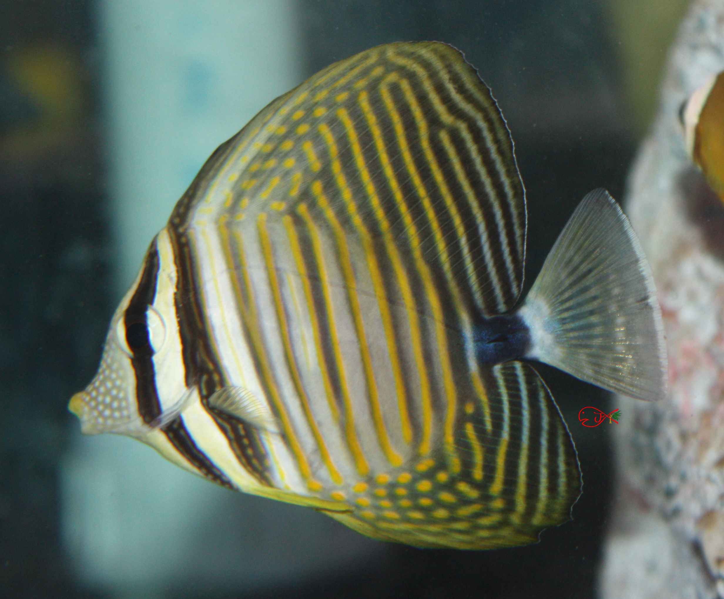 Absolutely Fish | Marine Fish for Sale – Tangs | Absolutely Fish