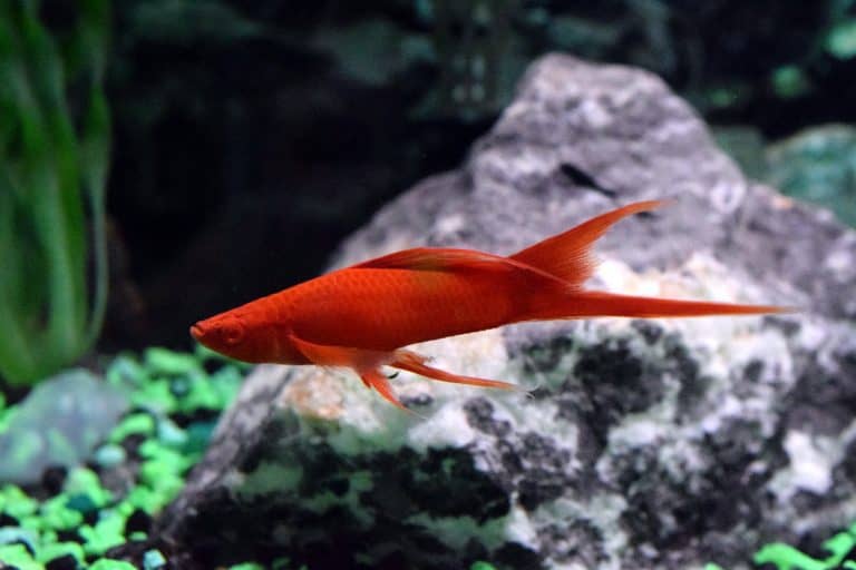 Vampire Swordtail | Absolutely Fish
