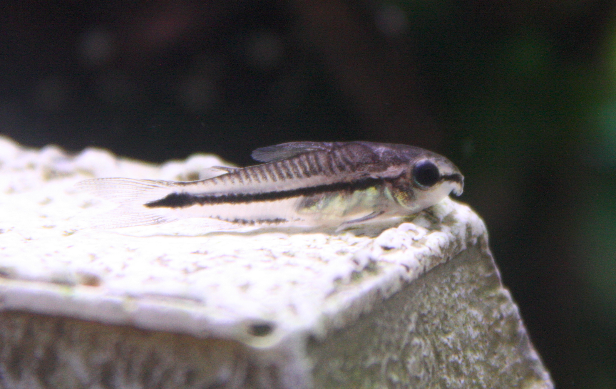 11 Freshwater Nano Fish for Your Aquarium