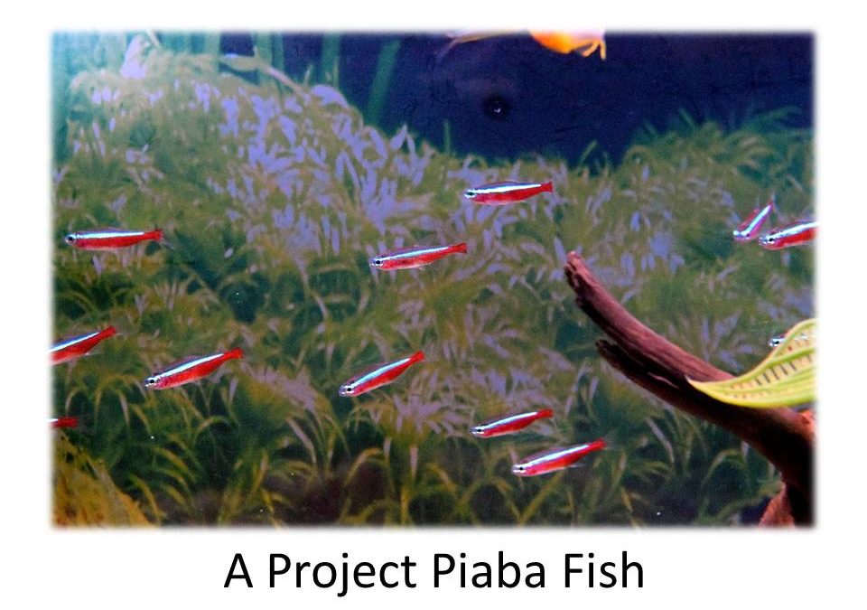 Piaba | Absolutely Fish