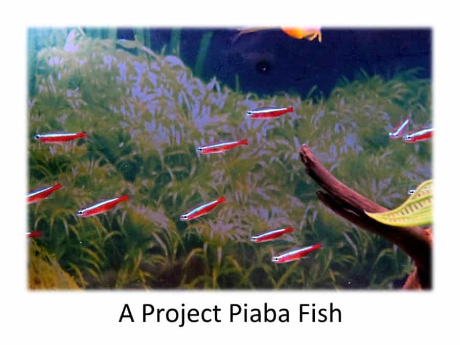Piaba | Absolutely Fish