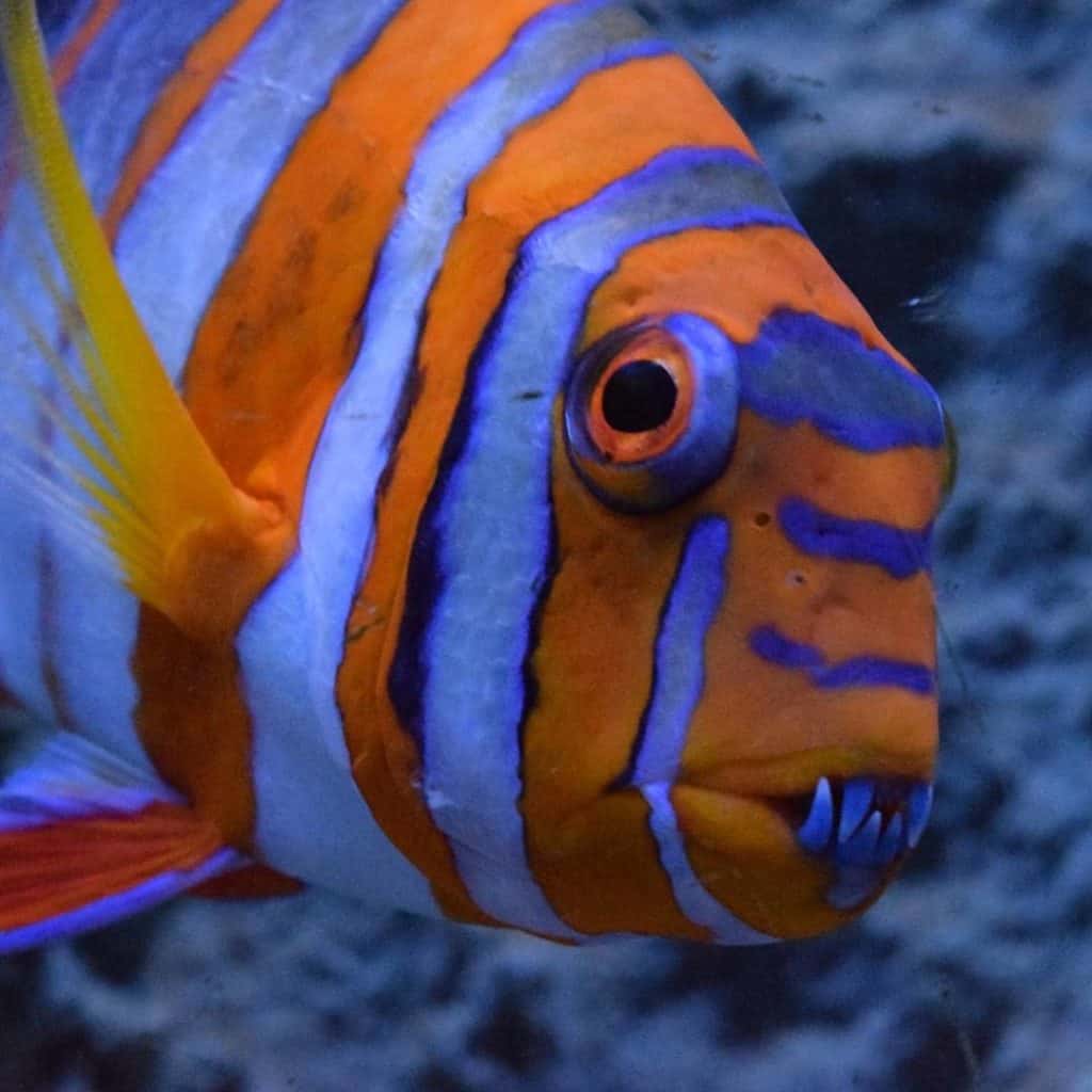 Quarantine Tank – A Home Aquarium Life-Saver! | Absolutely Fish