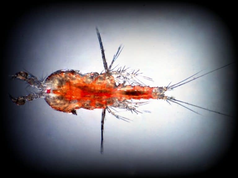 Top Live Pods for your Reef Tank | Absolutely Fish