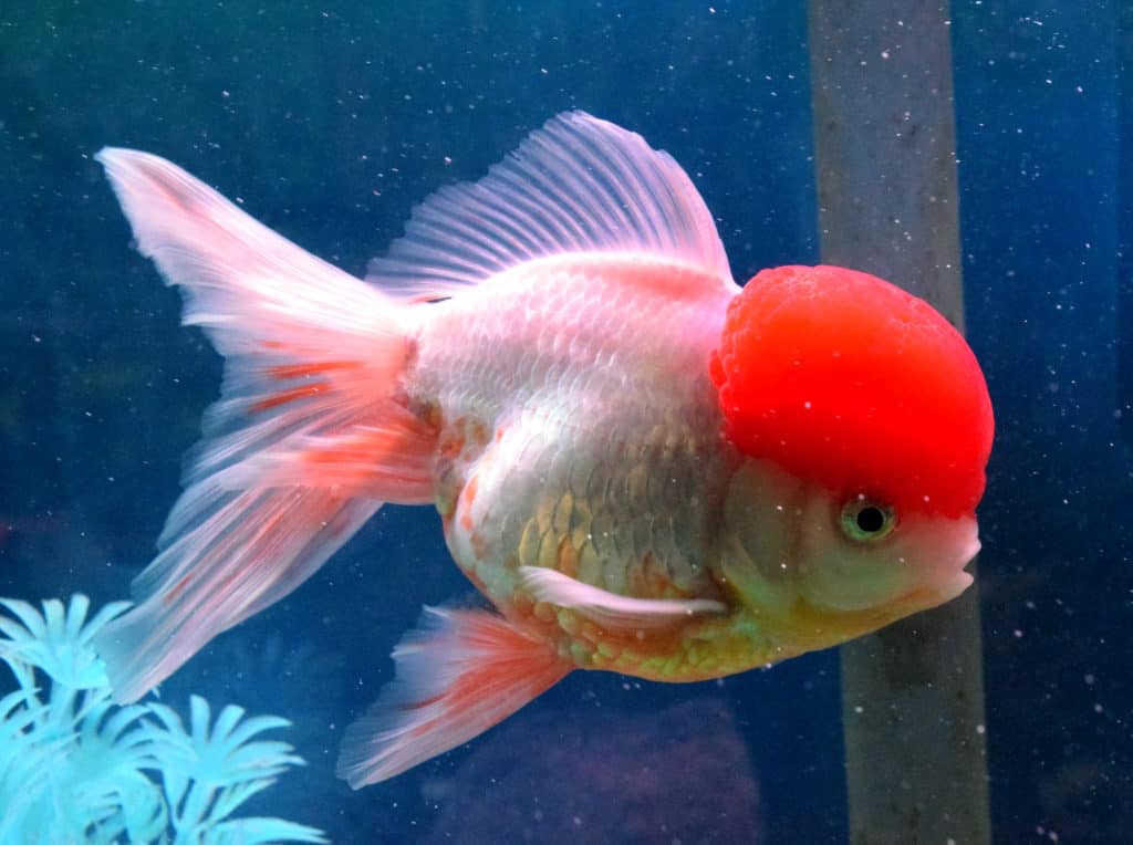 Fancy Goldfish Trending Now! | Absolutely Fish
