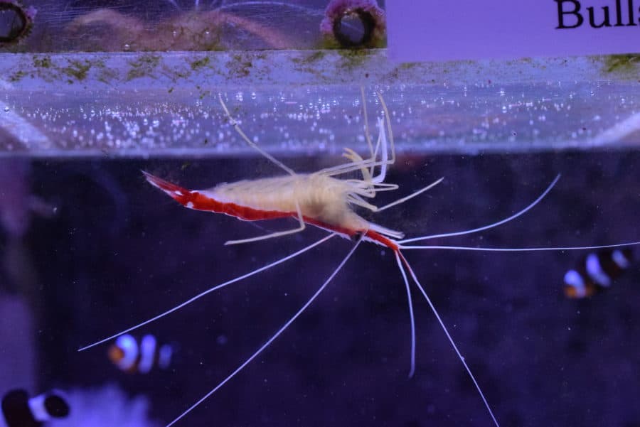 The Essential Top 10 Reef Cleaners | Absolutely Fish