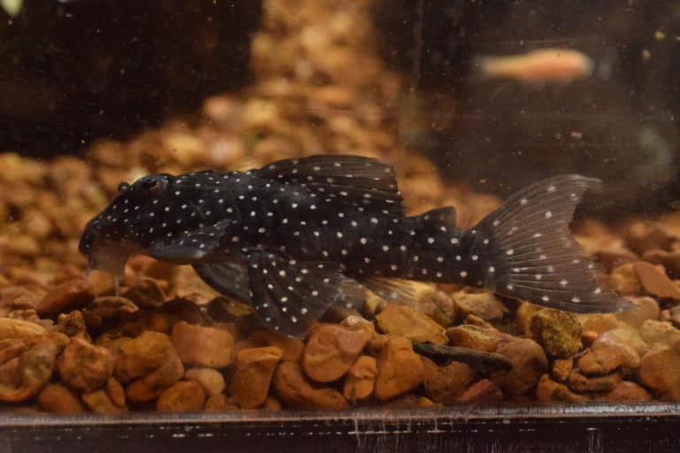 Grow Star Pleco | Absolutely Fish