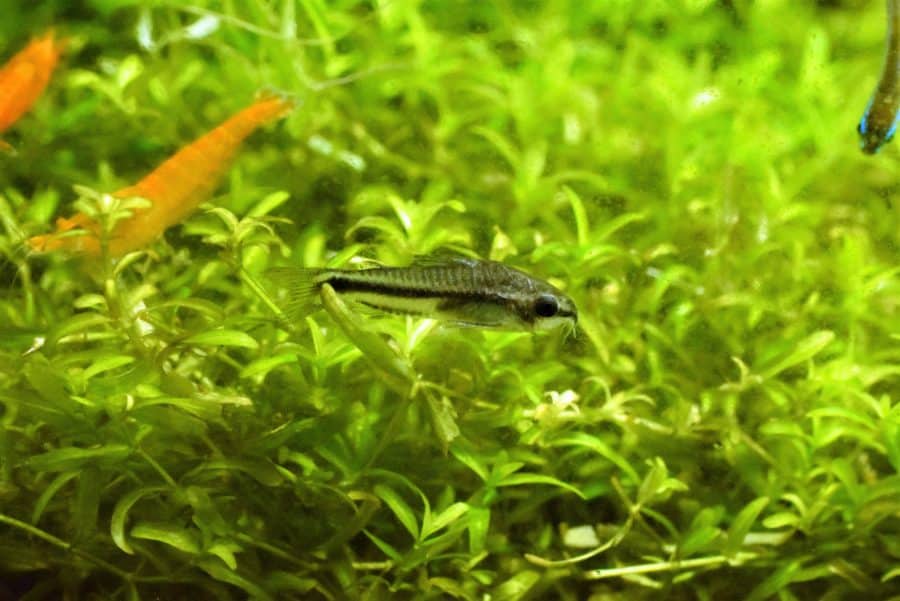 Freshwater Nano Fish | Absolutely Fish