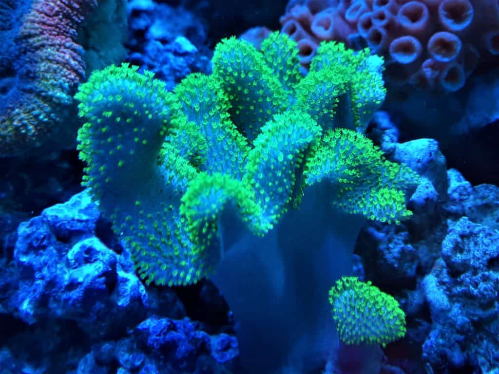 Absolutely Newsletter | Absolutely Fish