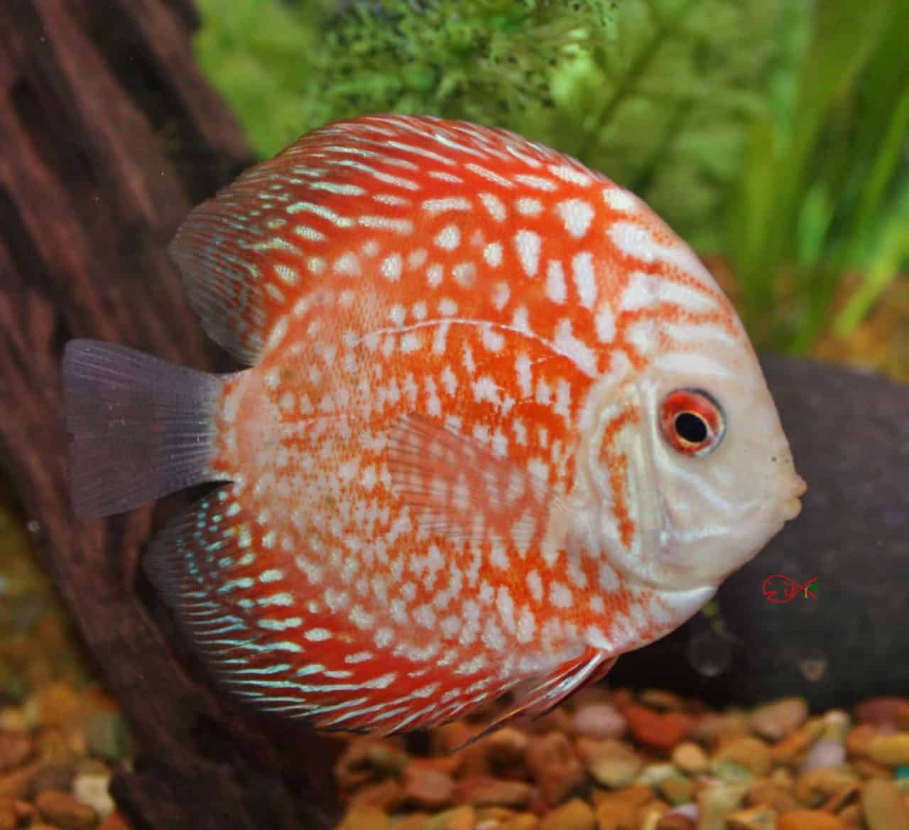 Discus | Absolutely Fish