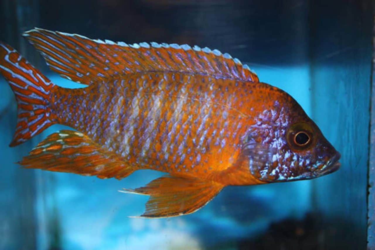 African Cichlids | Absolutely Fish