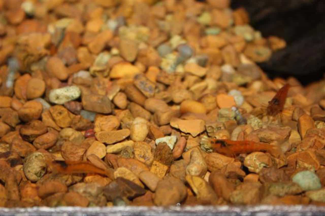 Freshwater Inverts | Absolutely Fish