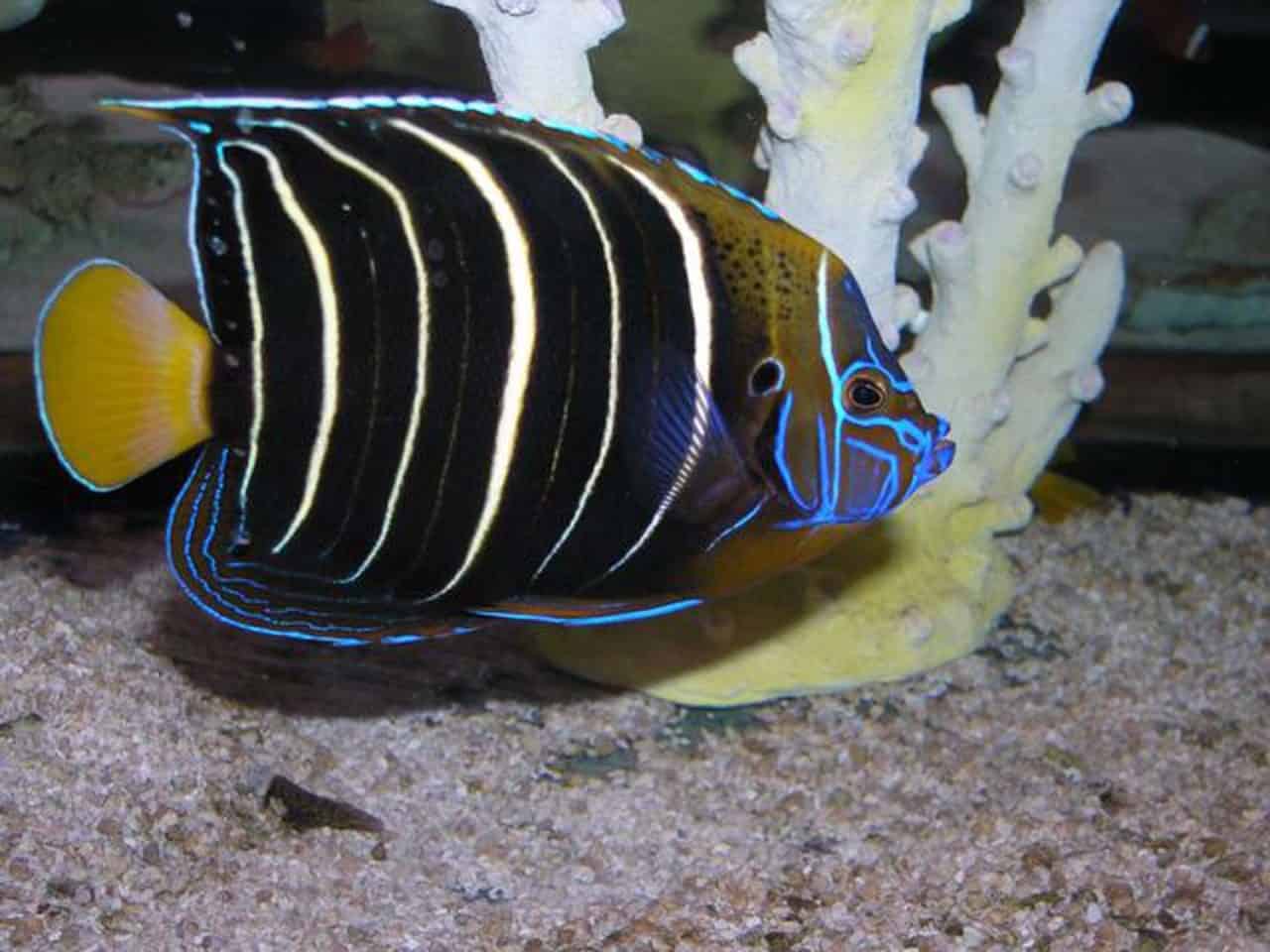 Angelfish | Absolutely Fish