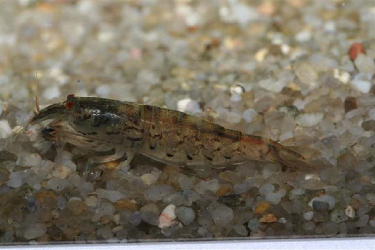 Freshwater Inverts | Absolutely Fish