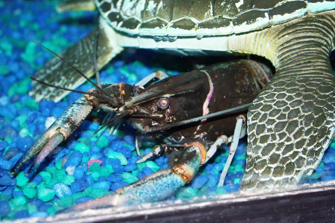 Freshwater Inverts | Absolutely Fish