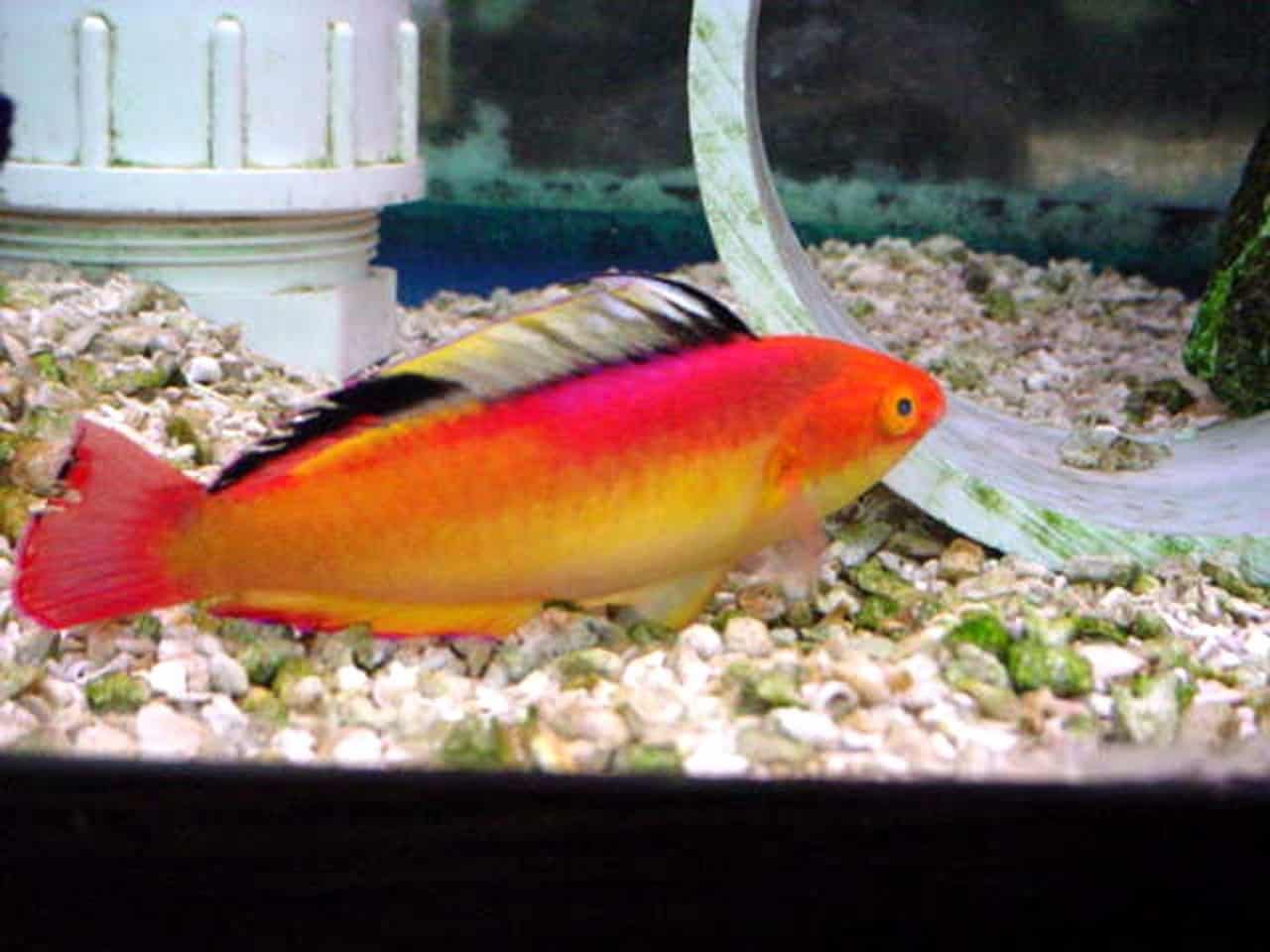 Wrasses & Parrots | Absolutely Fish