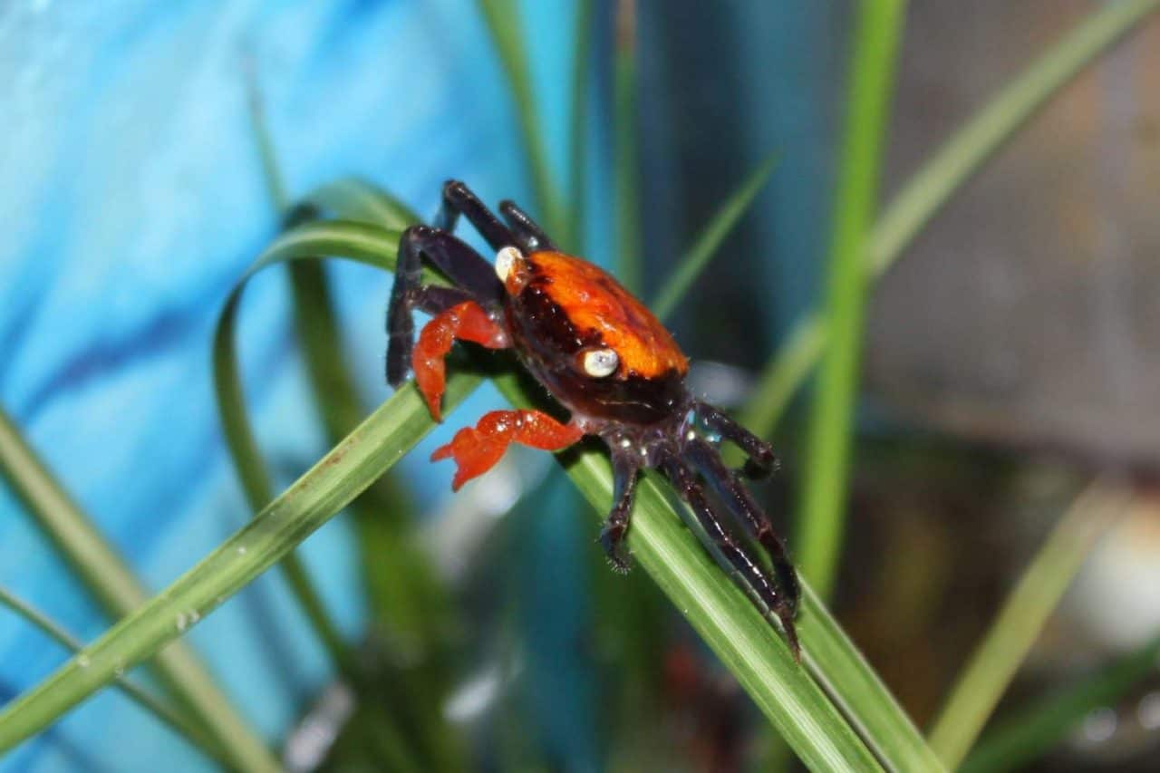 Freshwater Inverts | Absolutely Fish