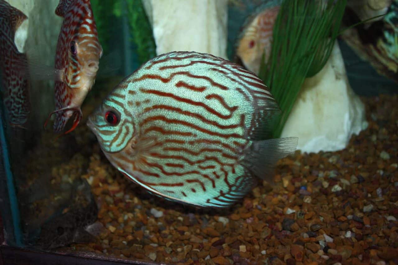 Discus | Absolutely Fish