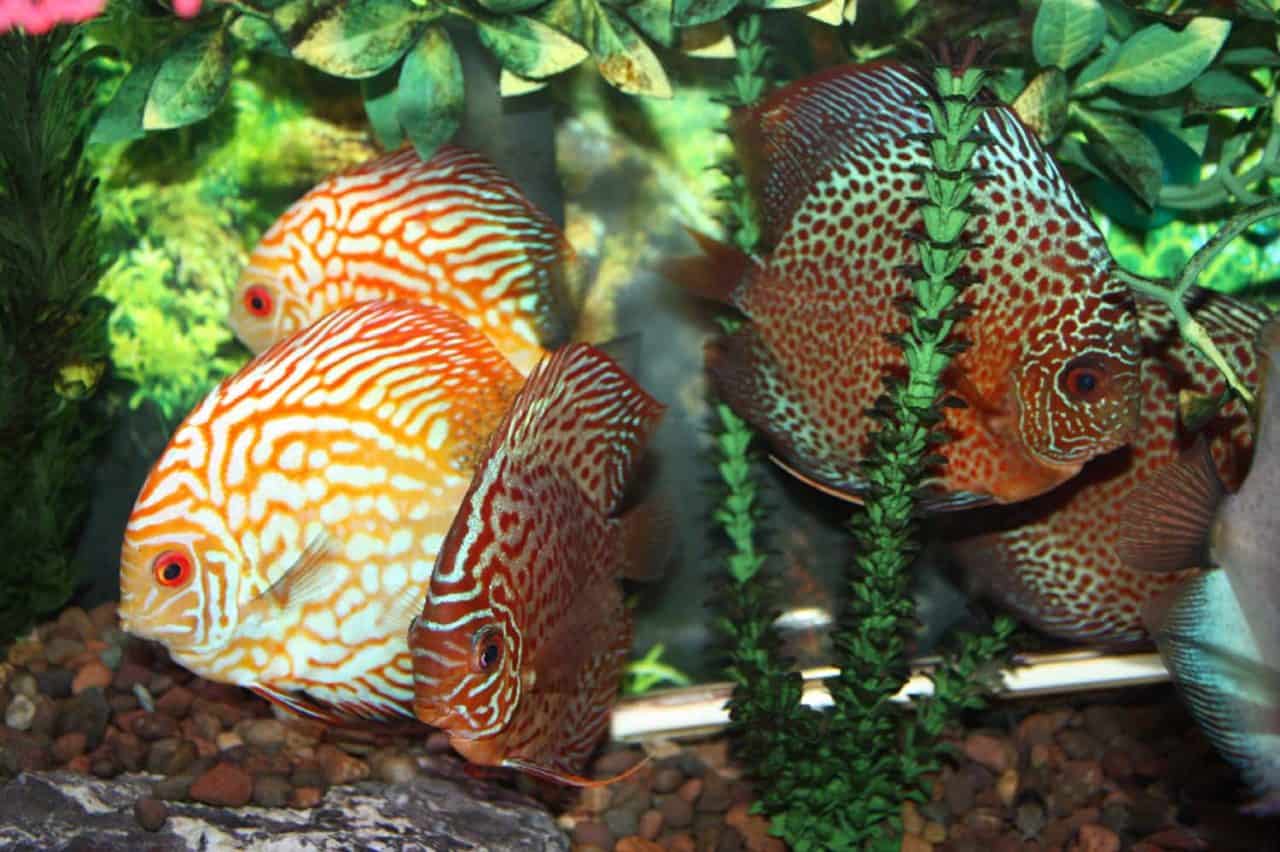Discus | Absolutely Fish