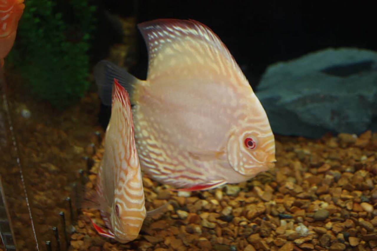 Discus | Absolutely Fish