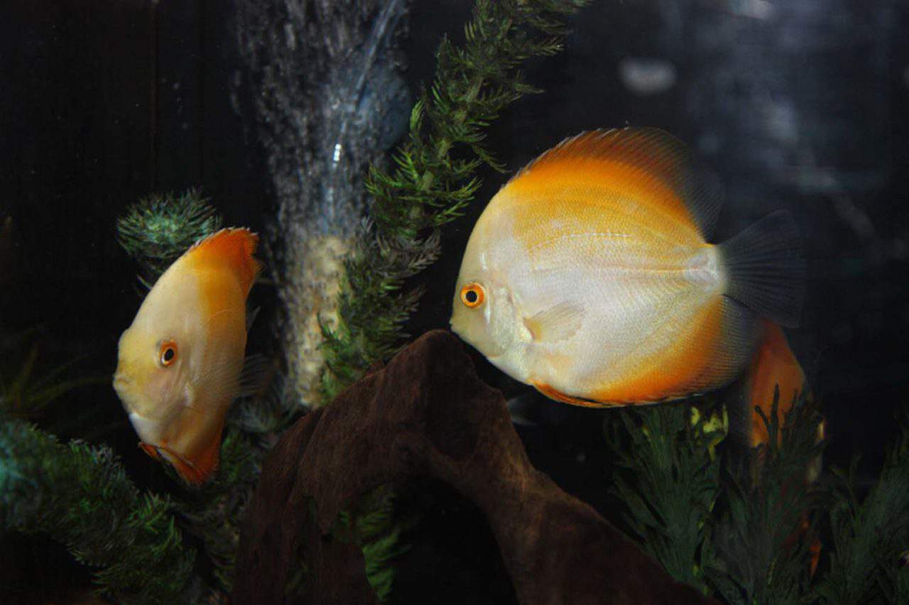 Discus | Absolutely Fish