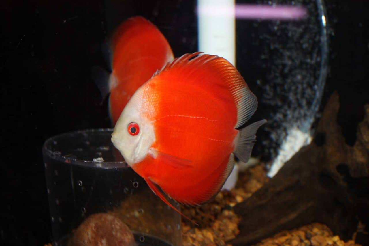 Discus | Absolutely Fish
