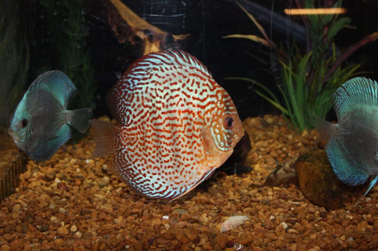 Discus | Absolutely Fish