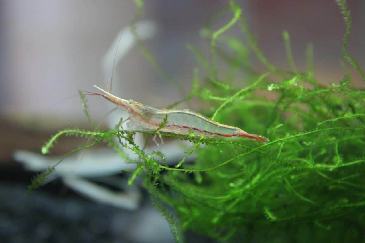 Freshwater Inverts | Absolutely Fish