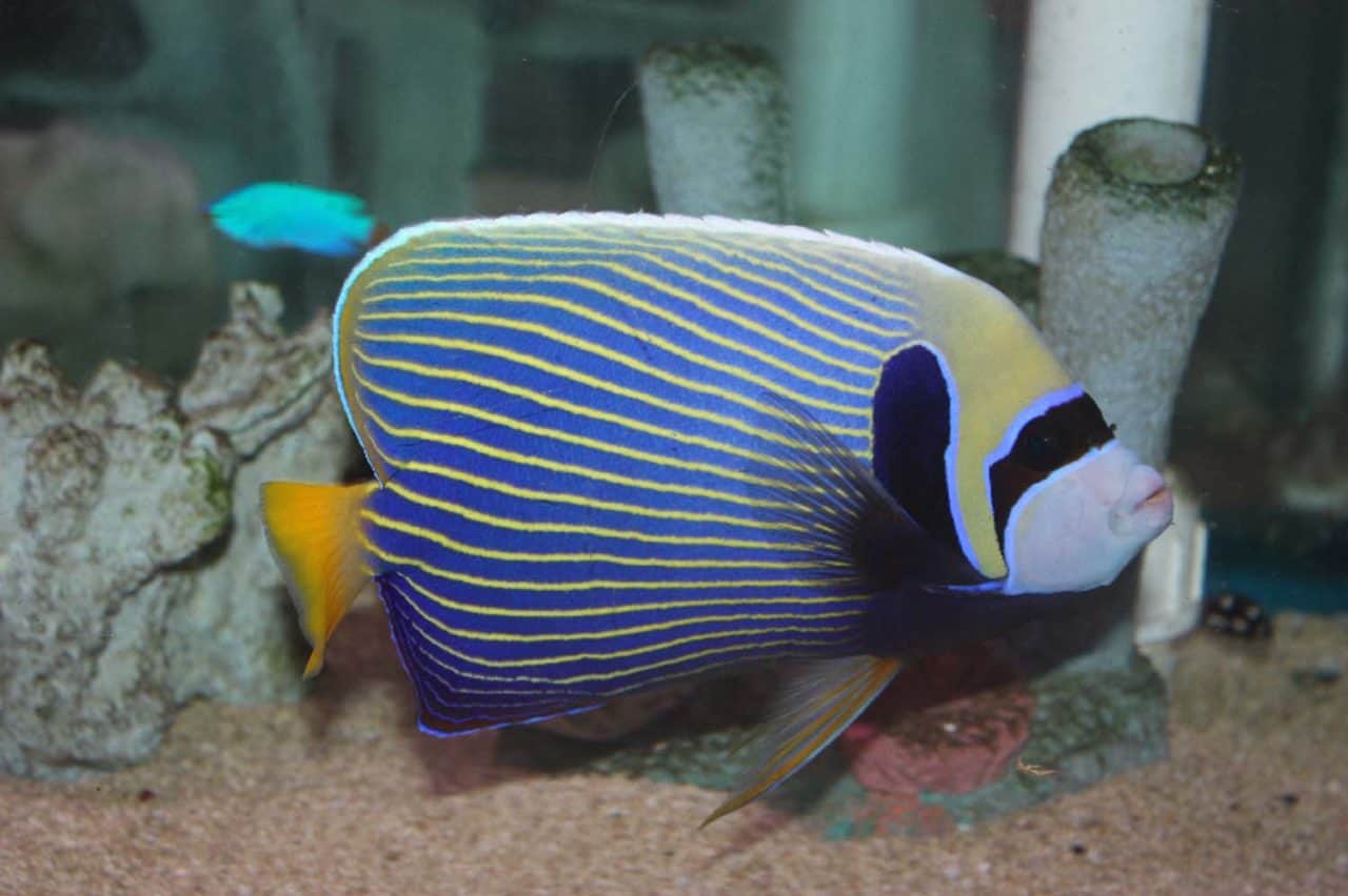 Angelfish | Absolutely Fish