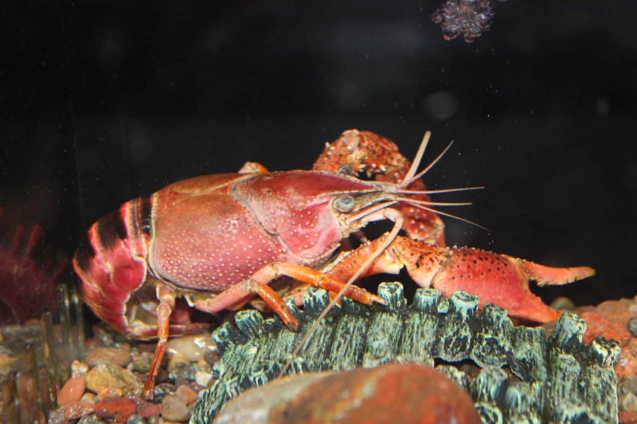 Freshwater Inverts | Absolutely Fish