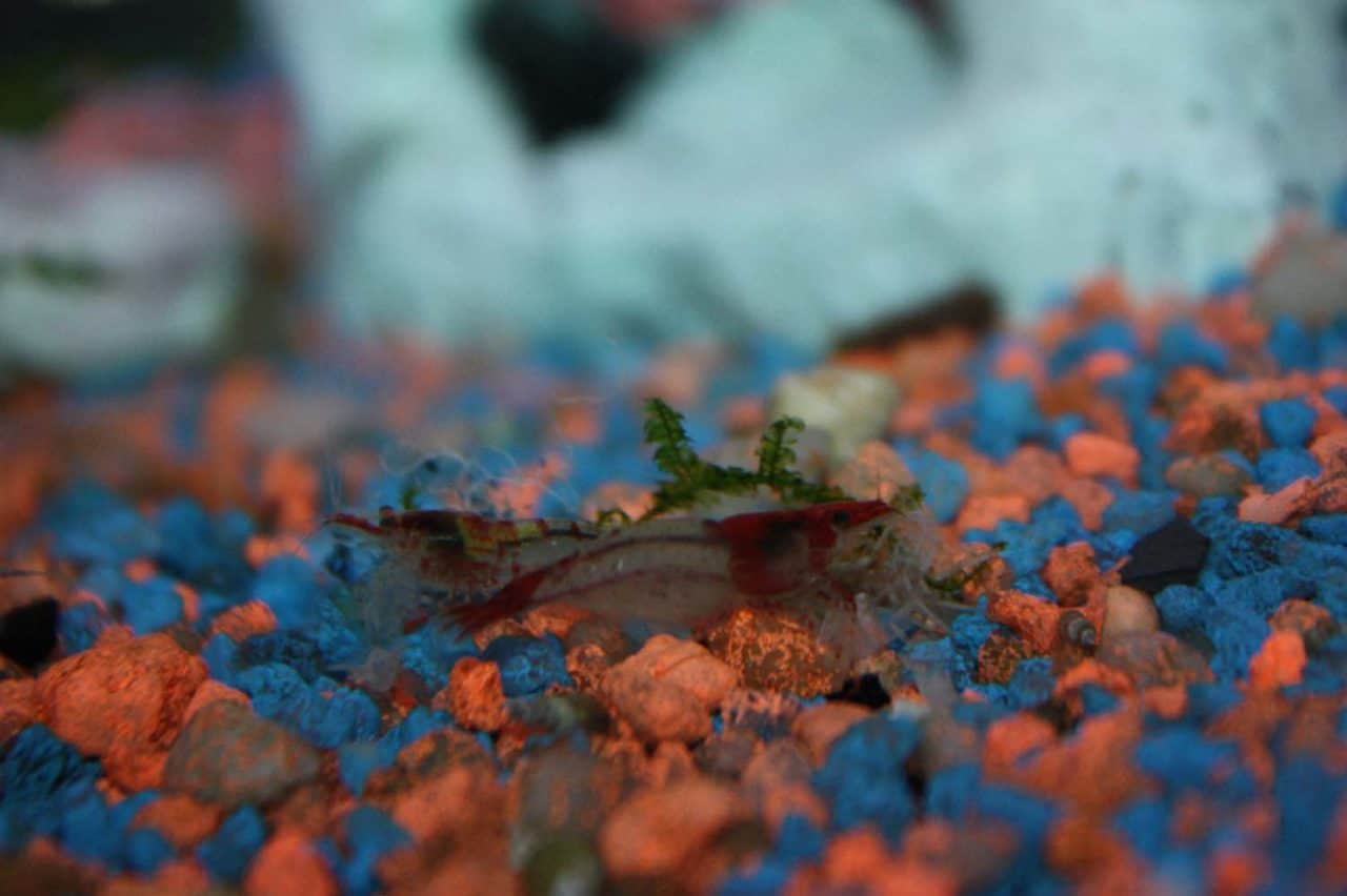 Freshwater Inverts | Absolutely Fish