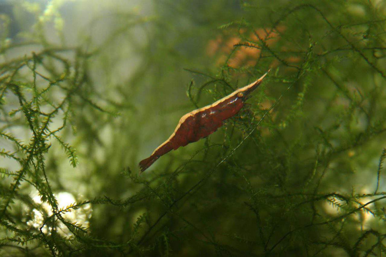 Freshwater Inverts | Absolutely Fish