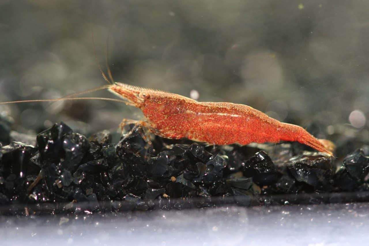 Freshwater Inverts | Absolutely Fish