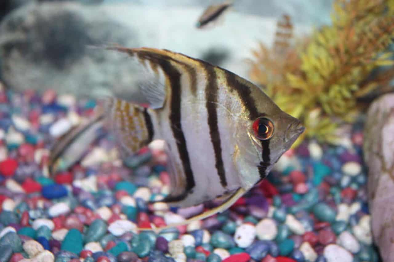 Freshwater Angelfish | Absolutely Fish