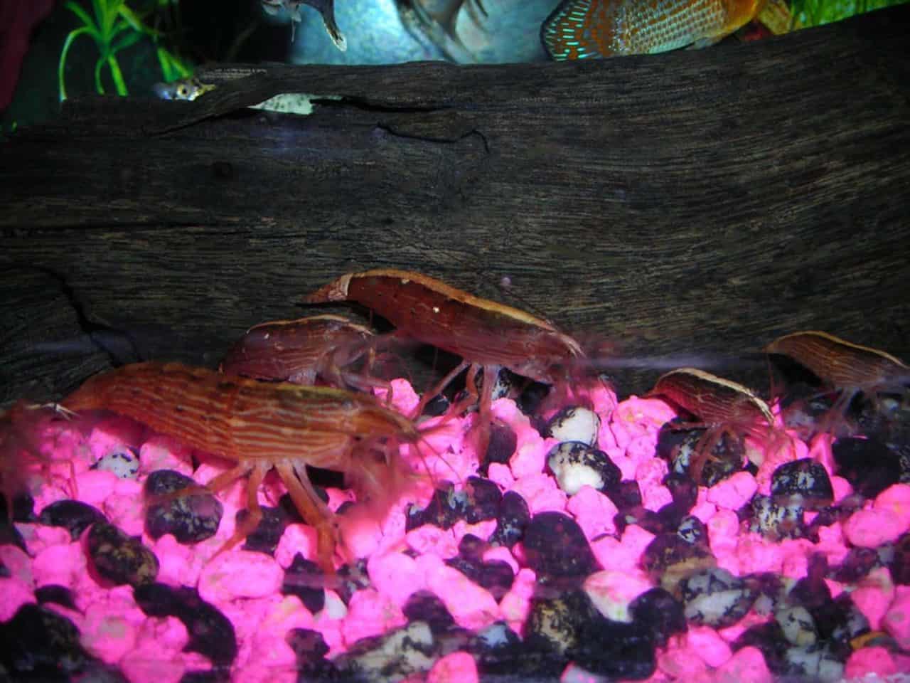 Freshwater Inverts | Absolutely Fish