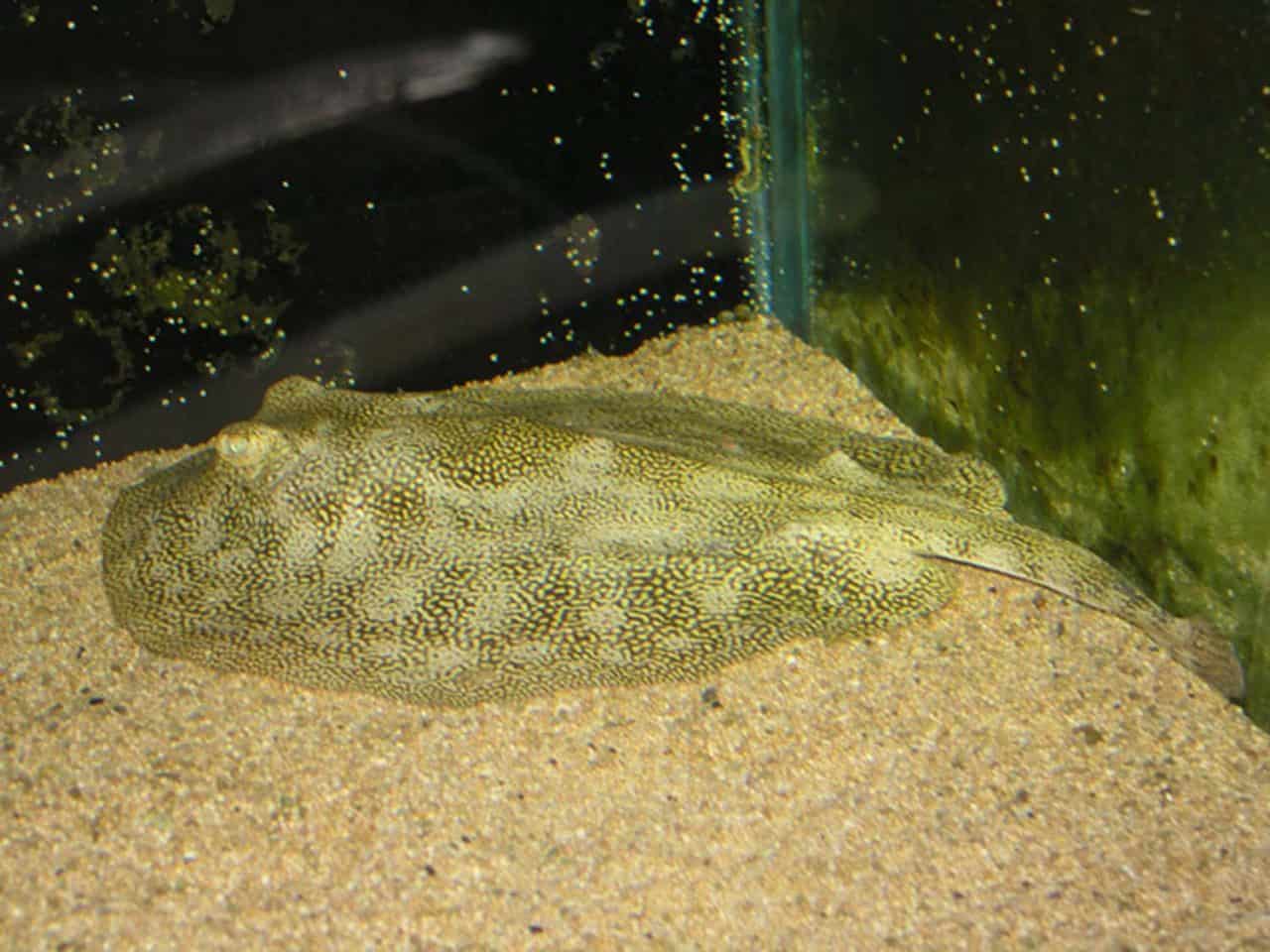 Sharks | Absolutely Fish