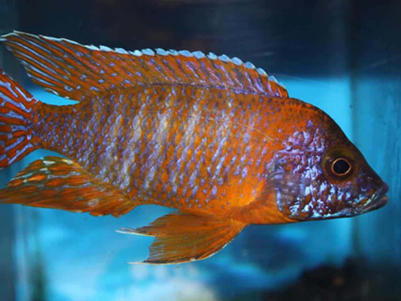 Photo Gallery | Absolutely Fish