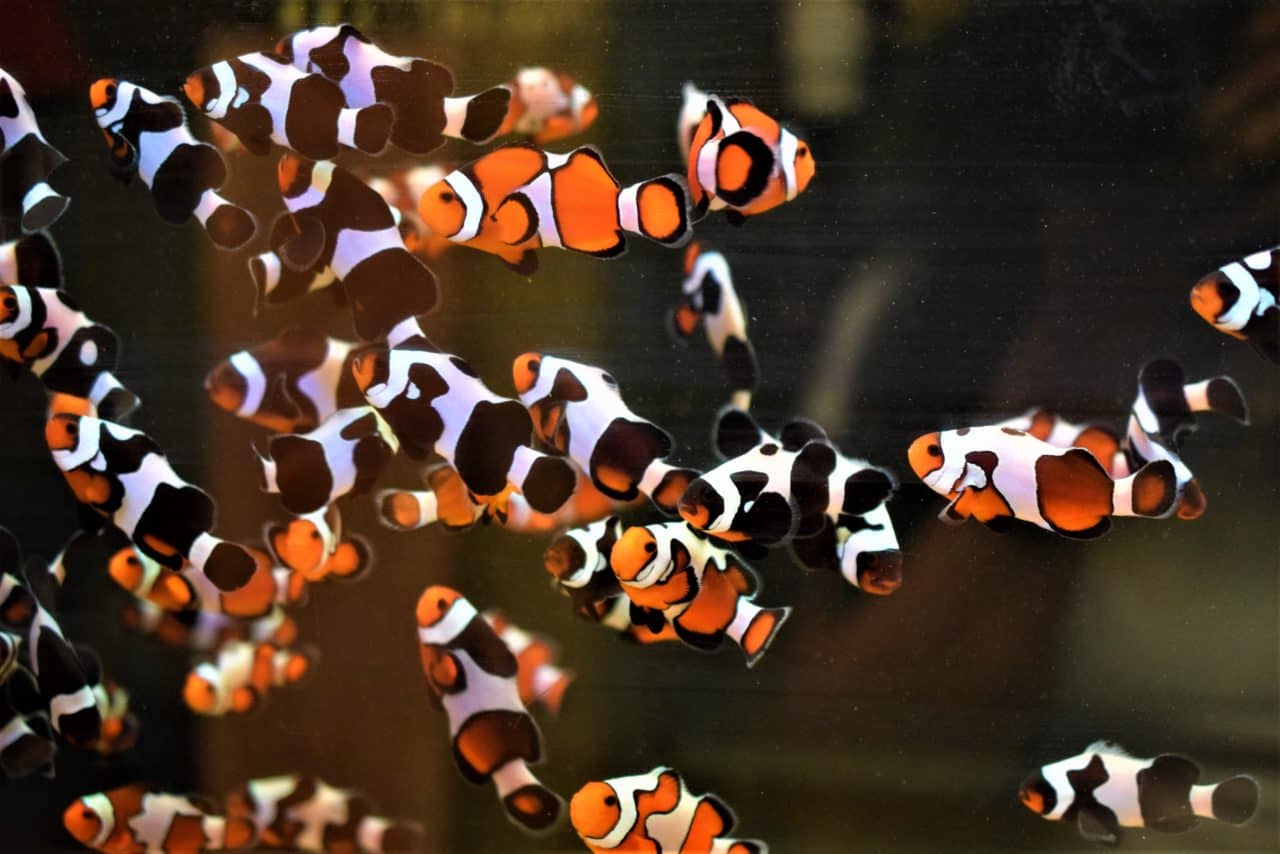 AF Aquaculture | Absolutely Fish