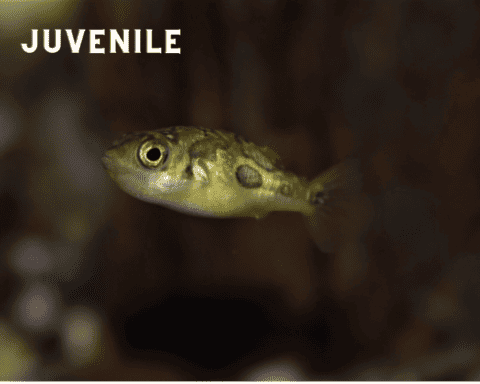 Dwarf Pea Puffers – A Beginners Care Guide | Absolutely Fish
