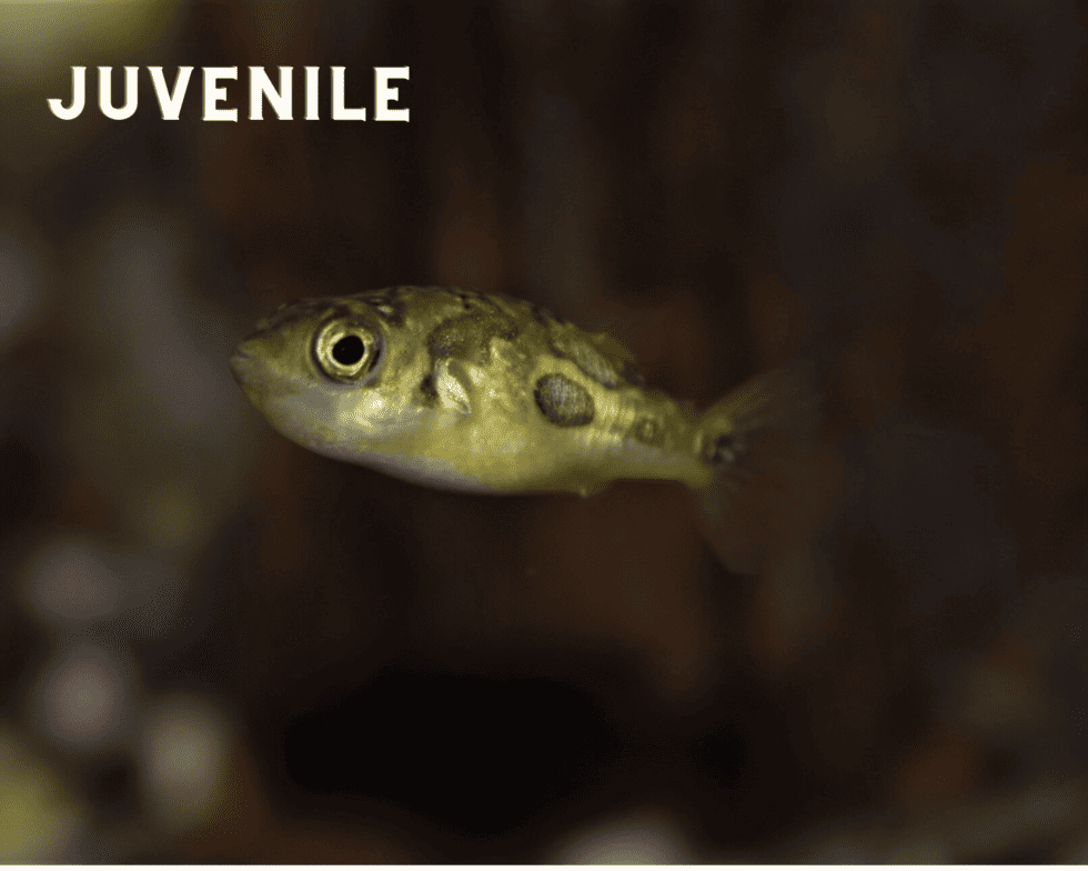Dwarf Pea Puffers – A Beginners Care Guide | Absolutely Fish